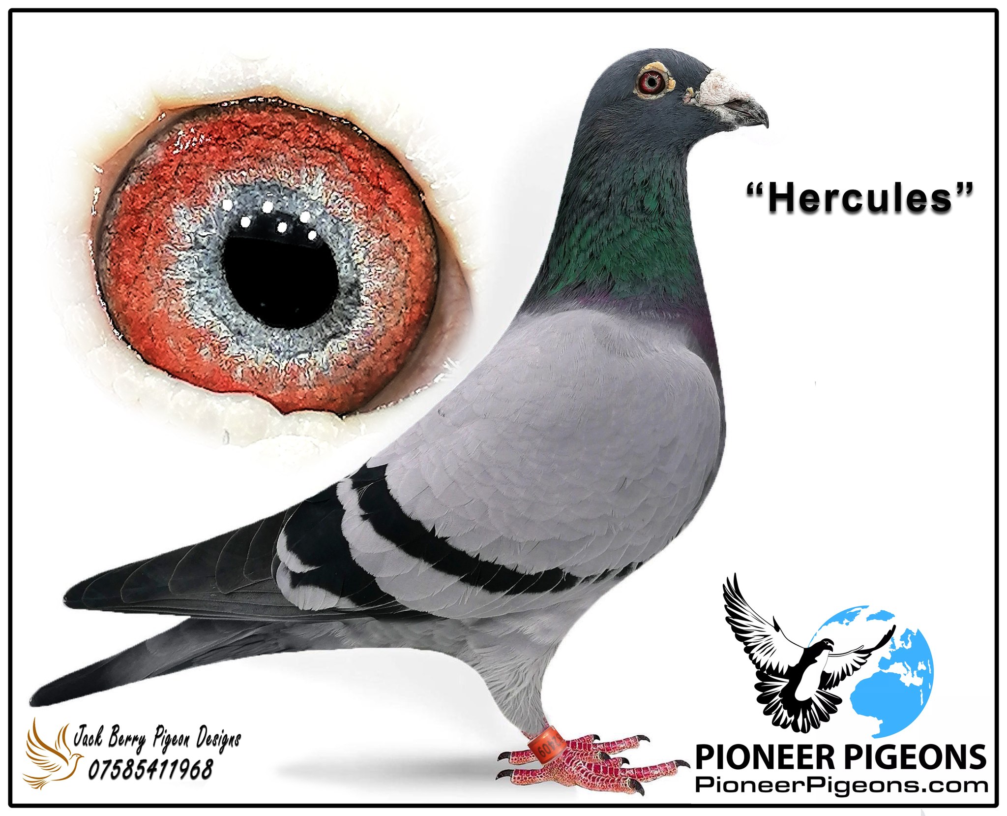 R.I.P Hercules, a tribute to him and a decision I made after his passing